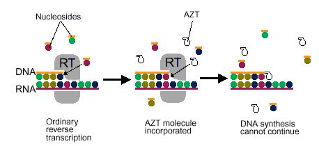 Medical Pharmacology: Antiviral Drugs